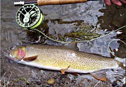 Fly Fishing In Yellowstone National Park: Deal Of The Century