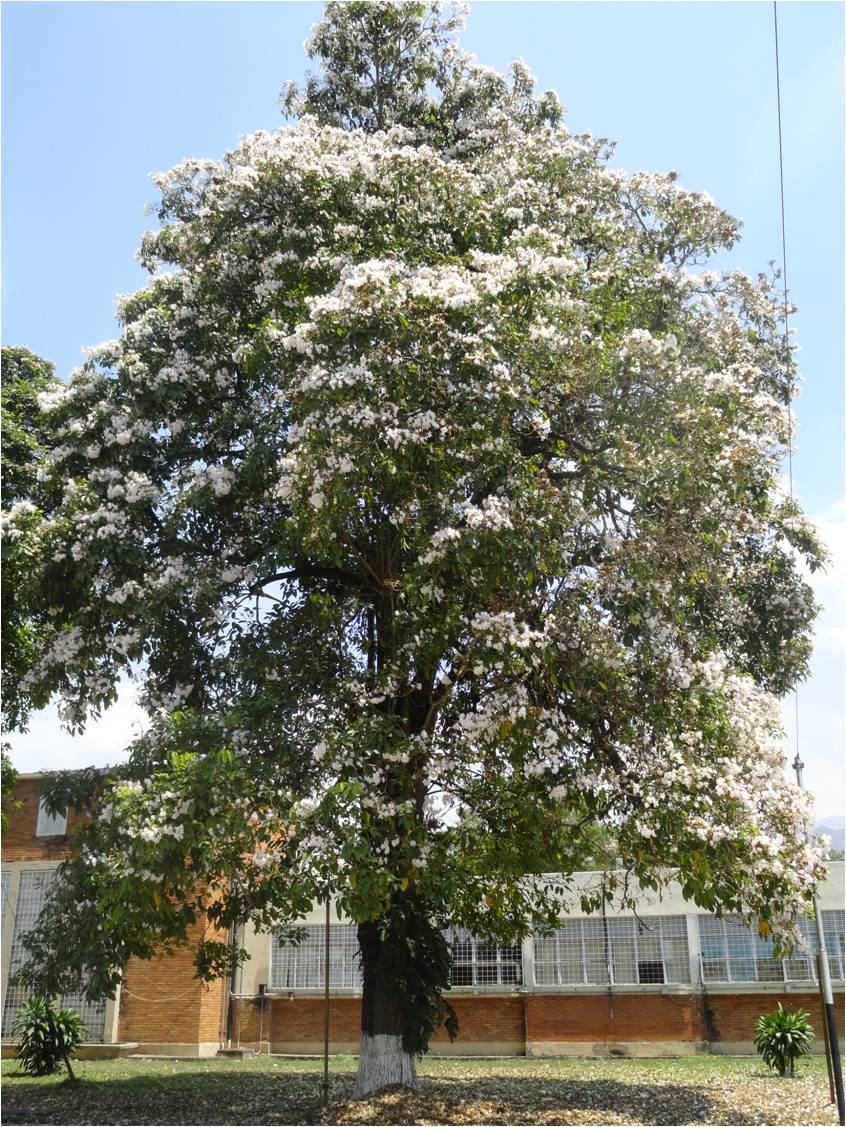 La Doctora De Las Plantas: Apamate blanco (Tabebuhia rosea): un árbol ...