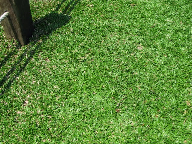 Axonopus Compressus Dwarf
