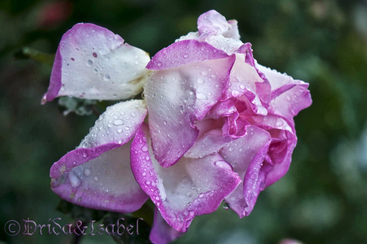 LA MAGIA DE MI JARDIN: TIEMPO DE ROSAS