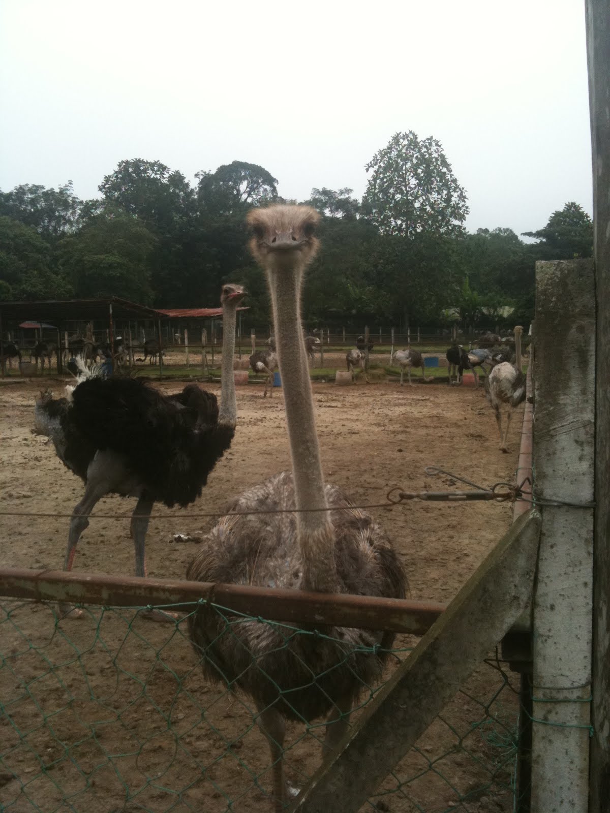 Kajang Town Blog: Ostrich farm in Sungai Lallang, Semenyih