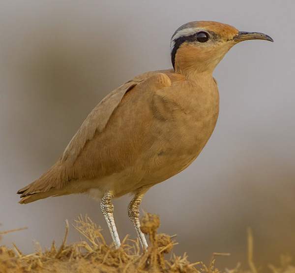 Cream-coloured courser photos | Birds of India | Bird World