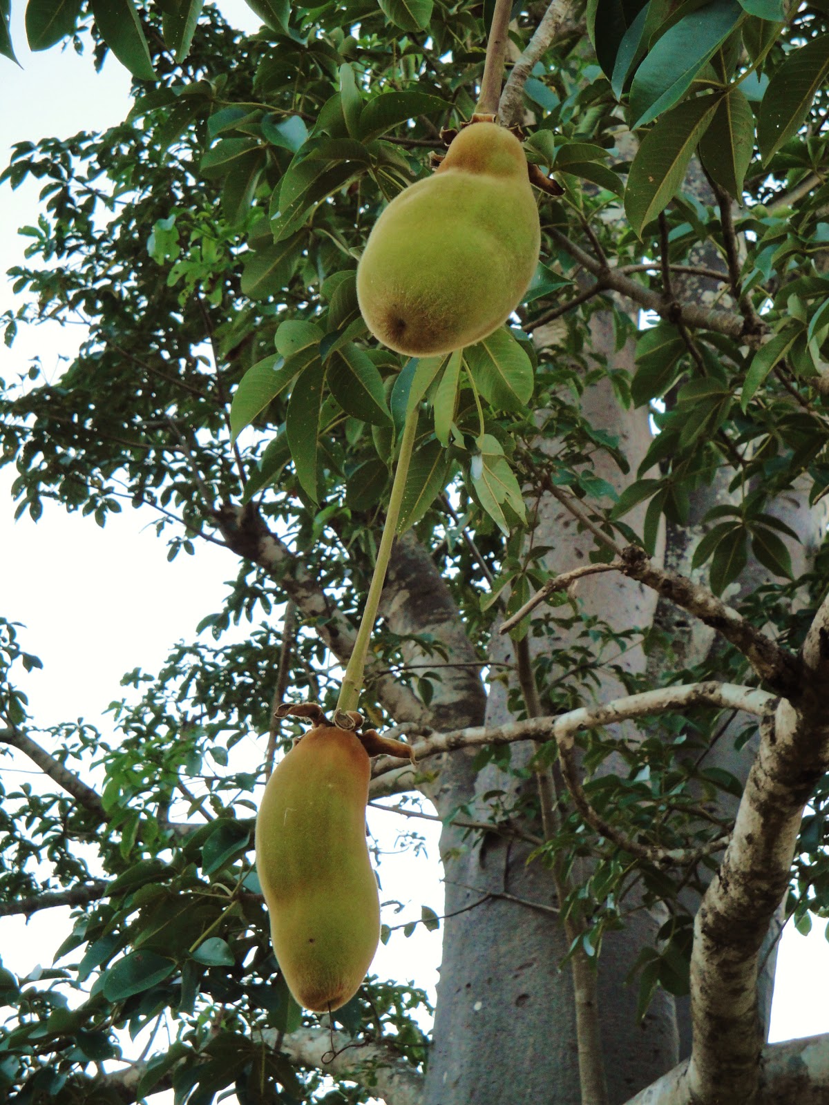 Lobito - Benguela - Angola: ==> *** Município do Chongoroi - Terra dos ...