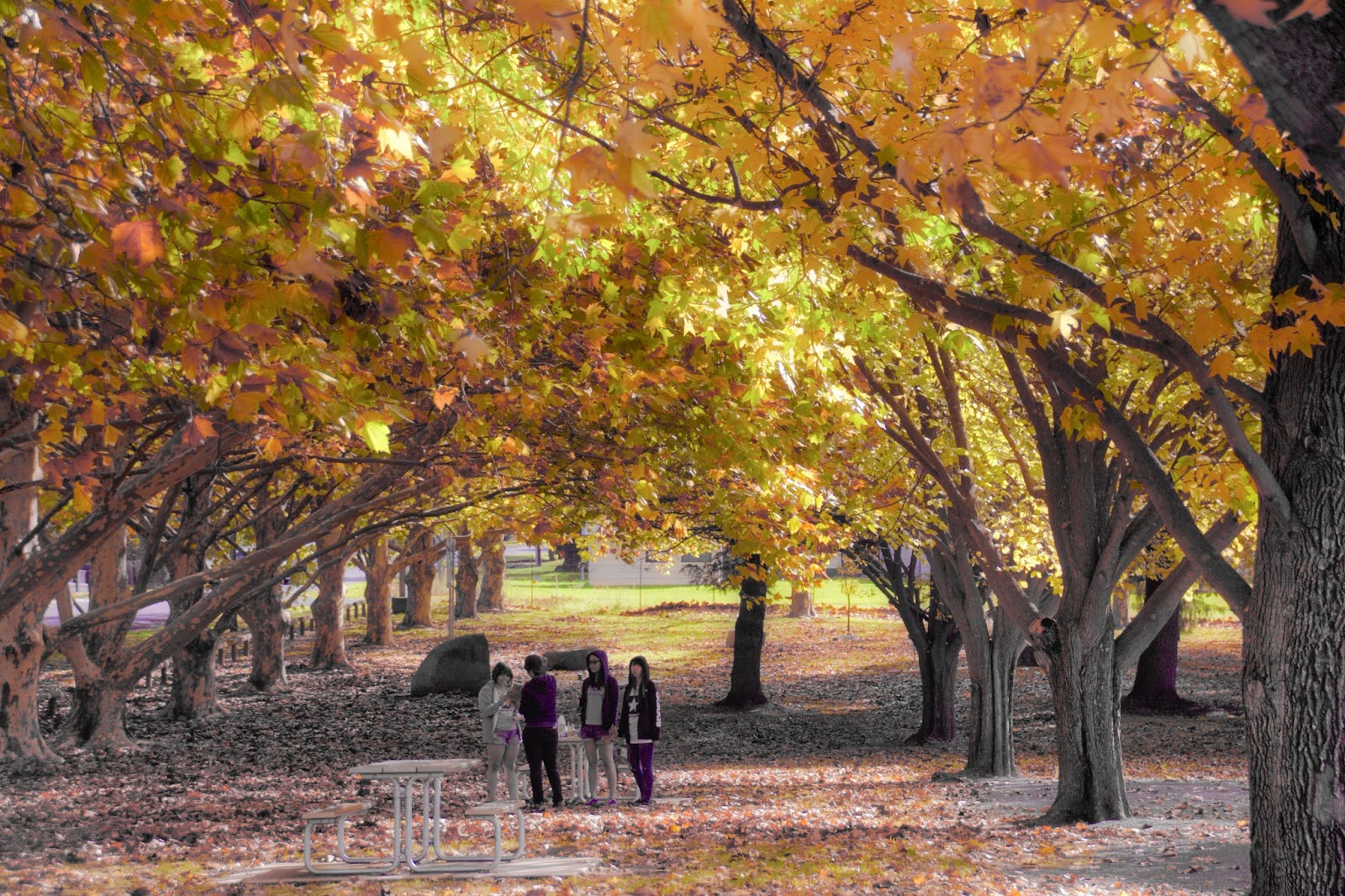ADVENTURE BEFORE DEMENTIA: TENTERFIELD TREES