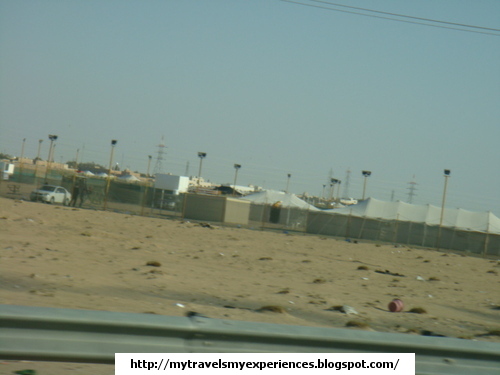 My Travels,My Experiences: Tents and Camels at Sulaibiya-Kabd road,Kuwait