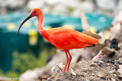 Aves con anillas en el Caribe