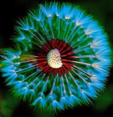 Reforestation and the Medicinal Uses of Trees -Liliana Usvat Research ...