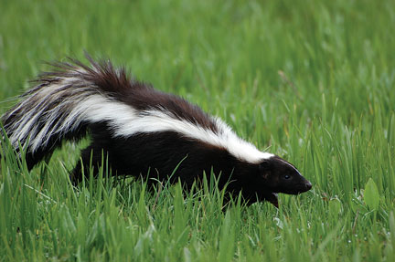 Skunks Cute Animal-Wildlife | The Wildlife
