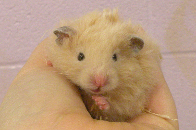 Baby Teddy Bear Hamsters Cute