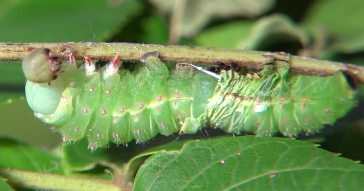 Springfield Plateau: Luna Caterpillar Molting