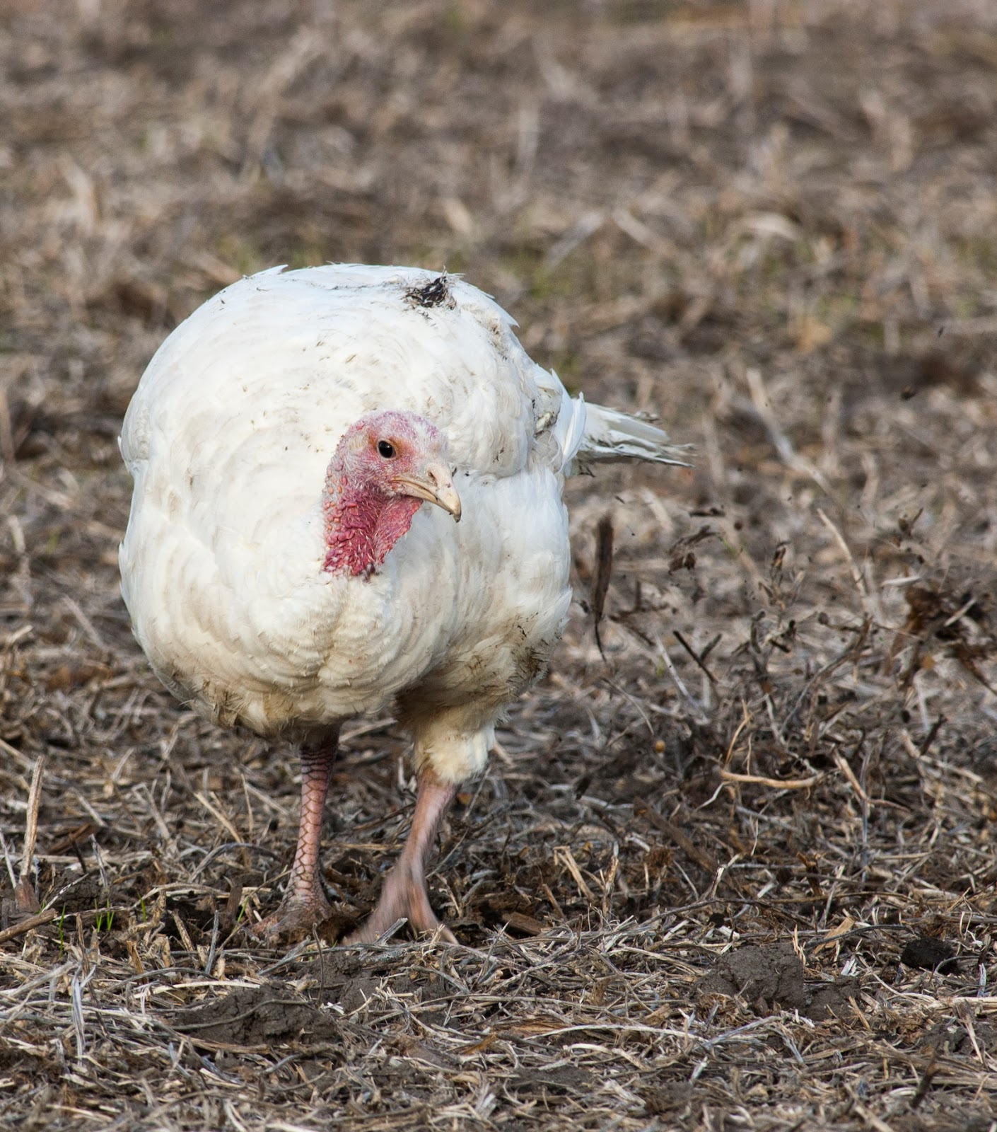 Explorations of an Ecologist: November 2013