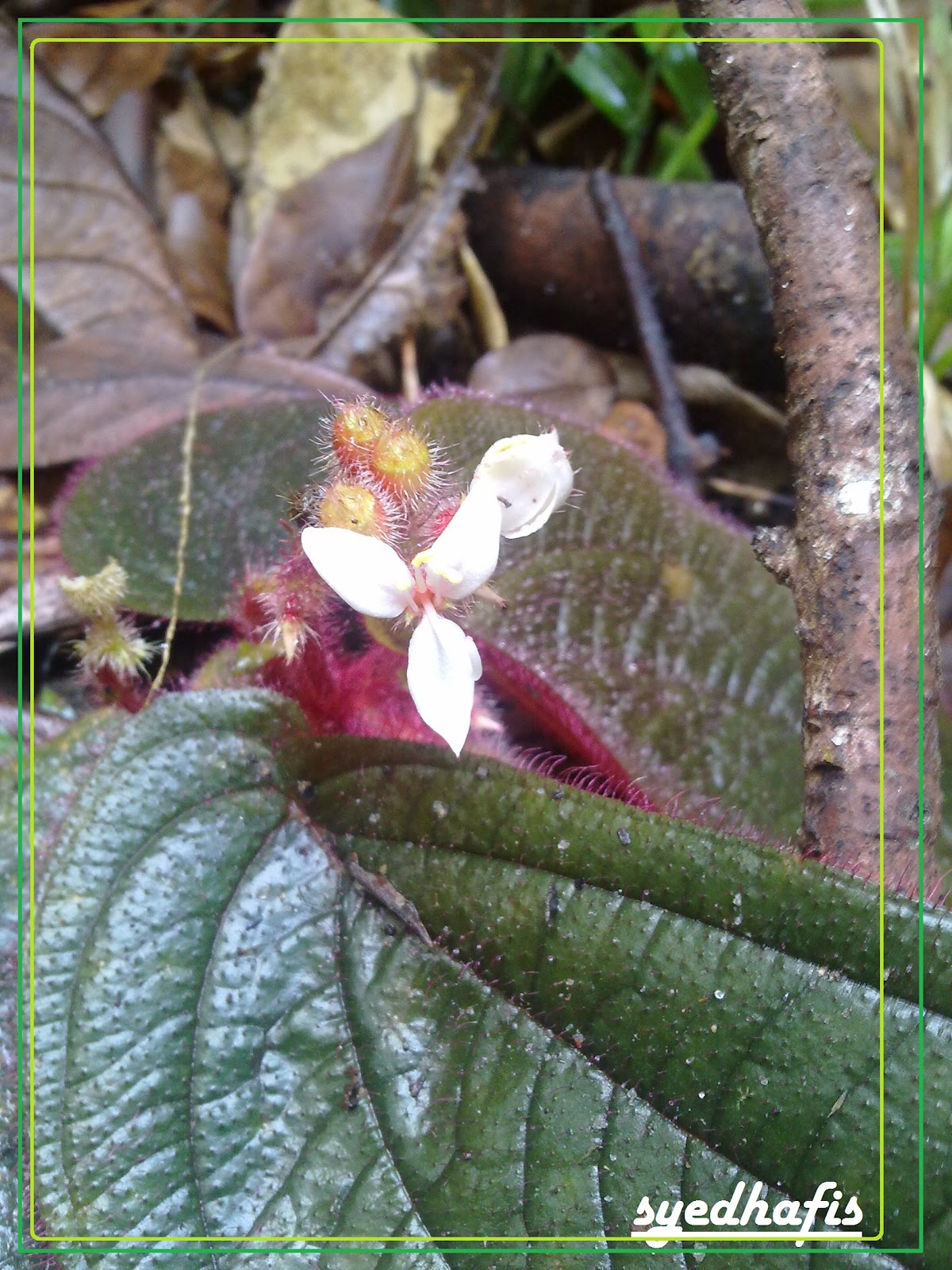 Terbaru 14+ Foto Bunga Hutan - Gambar Bunga Indah