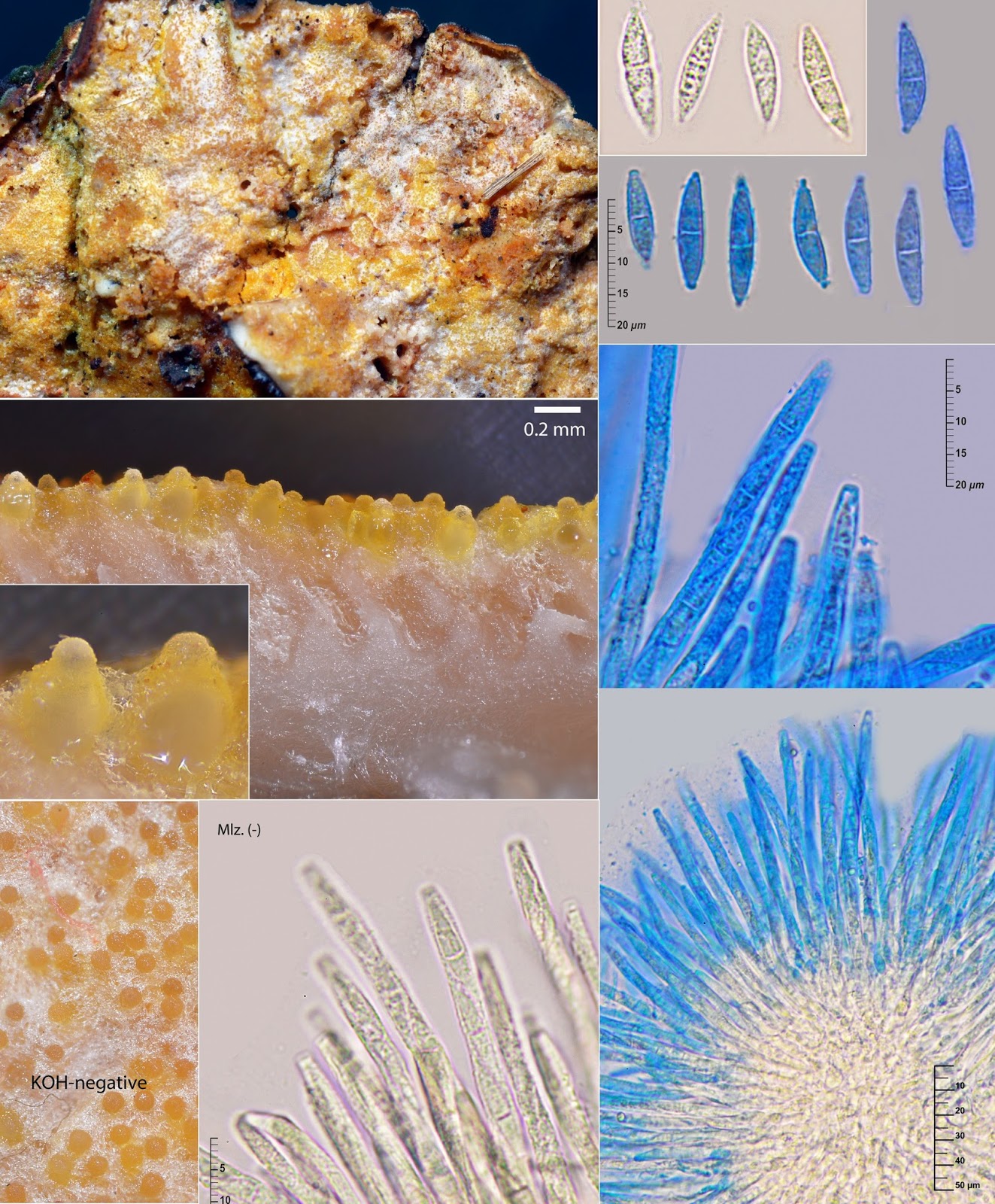 Hypomyces polyporinus Peck • CEMAS • Orden Hypocreales, Ascomycota