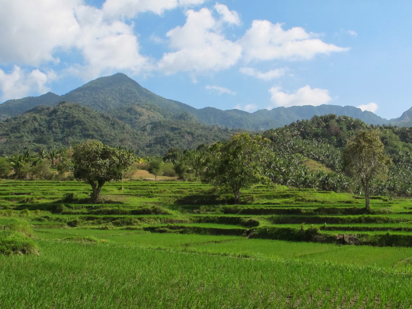 Mt. Naguiling Mountain Exploration ~ City Boy Tripper