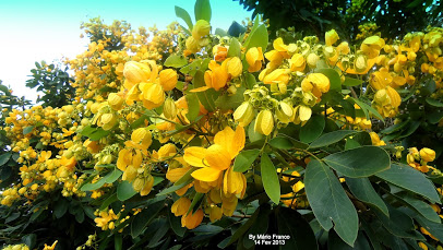 Meu Cantinho Verde: PAU-FAVA, ALELUIA - ( Senna macranthera )