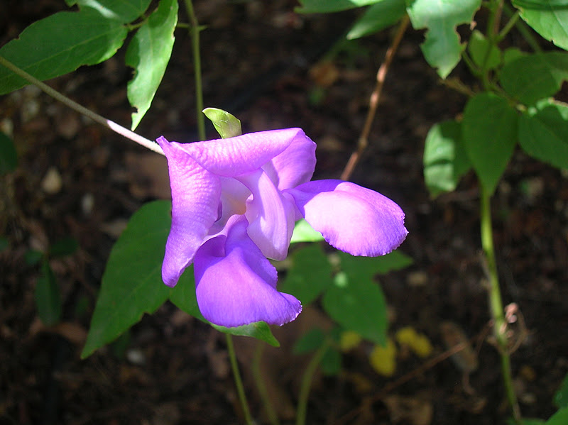 Recregarden: PHASEOLUS CARACALLA