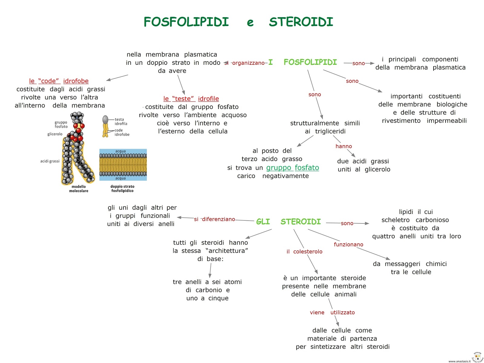 Paradiso delle mappe: Fosfolipidi e steroidi