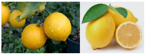 Jeruk Sitrun (Citrus medica L) ~ Evolusi Dan Keragaman Tumbuhan Buah ...