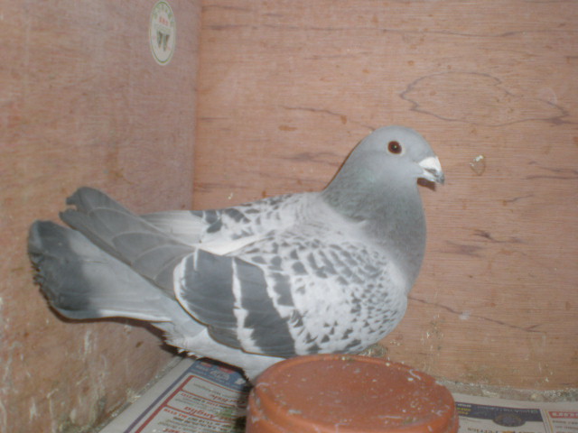 British Show Racer ~ All about Birds