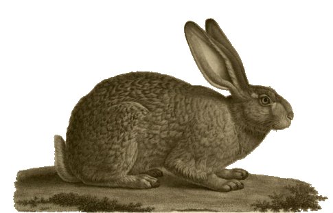 EL CAJON DE LOS CONOCIMIENTOS: LIEBRE