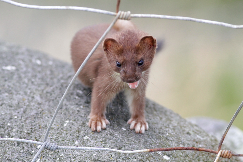 Dermot Breen's Blog: Irish Stoat Part 1