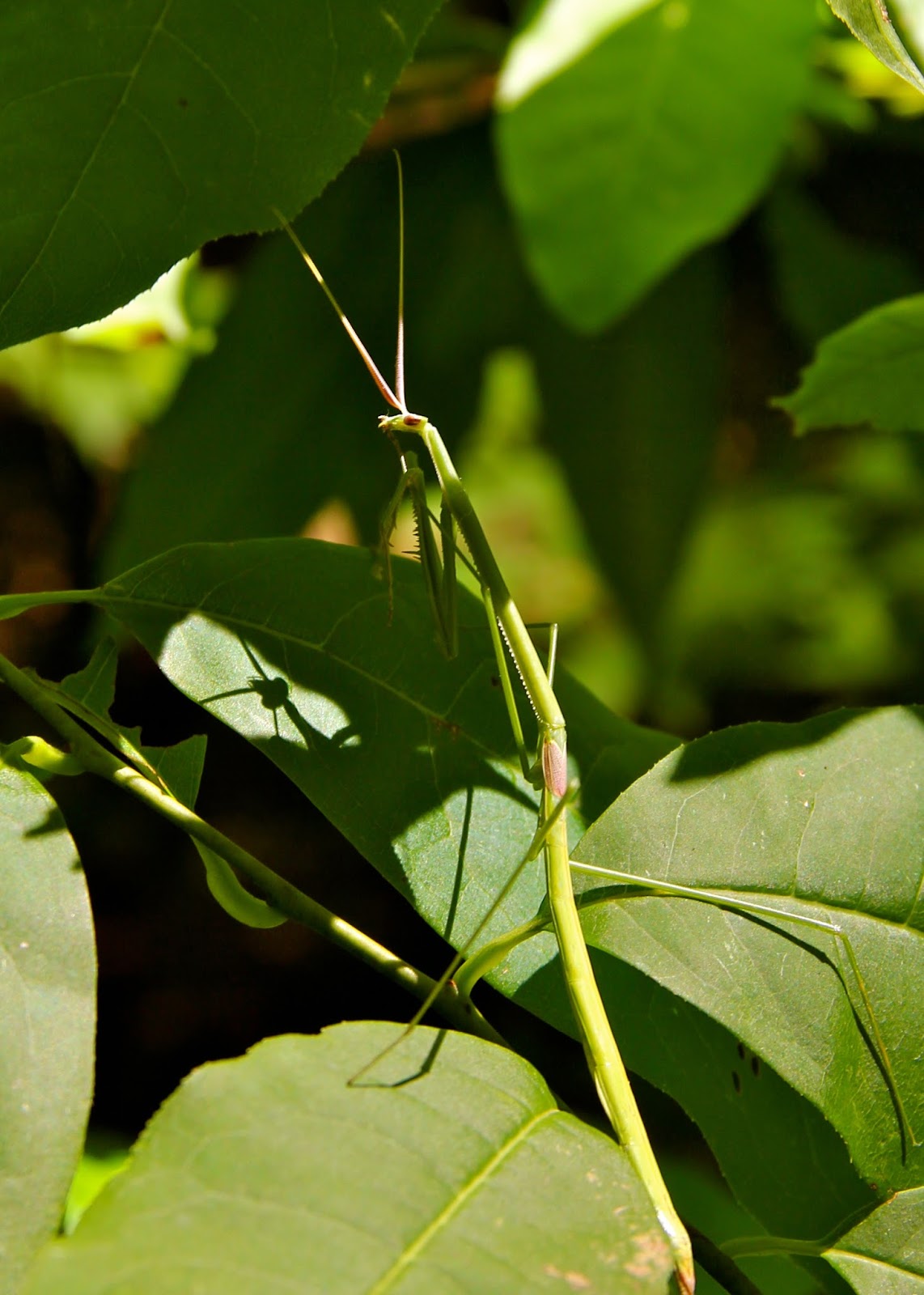 Hoot Owl Karma: Invisible Mantis, Not Quite a Walking Stick