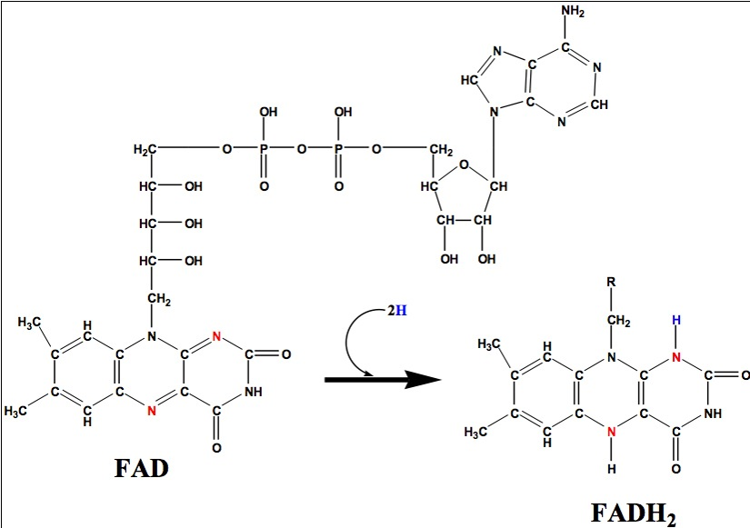 BIologia Mr. White: BIOMOLÉCULAS ENERGÉTICAS: ATP, NADH, FADH