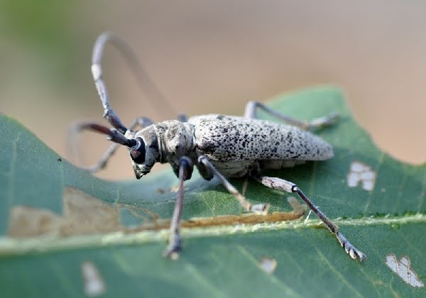 Back of Beyond The NT: Wet Season Turning To Dry Season II