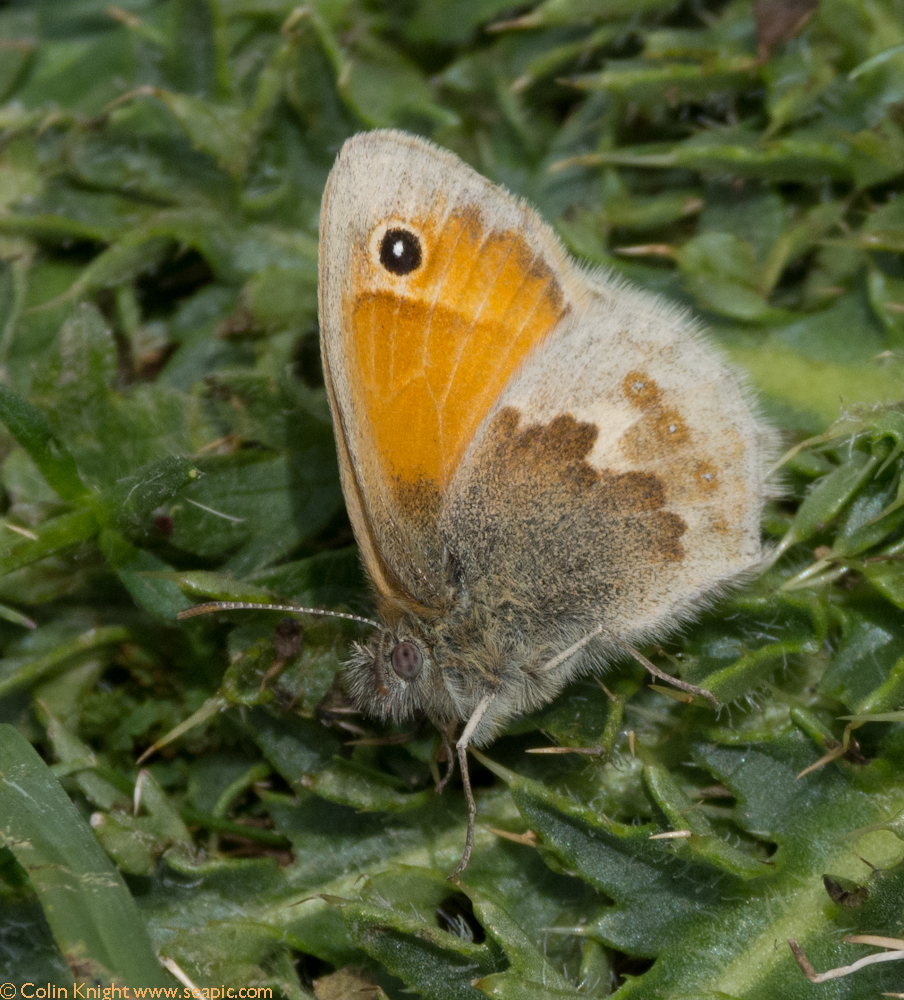 Postcards from Sussex: Small Heaths and Adonis at Mill Hill