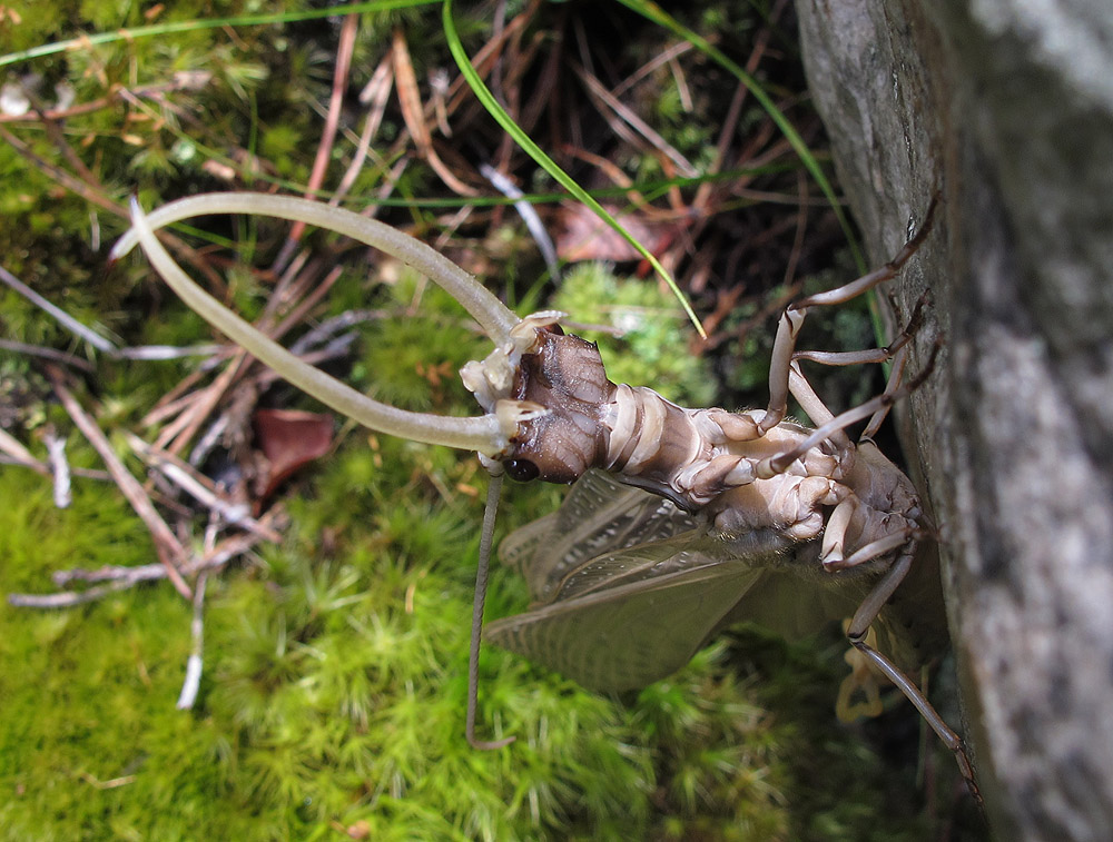 Squirrel's View: Dobsonflies