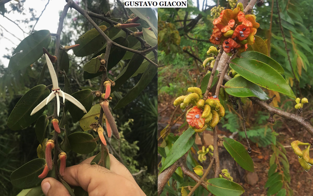 Viveiro Ciprest - Plantas Nativas e Exóticas: Pimenta de Macaco ...