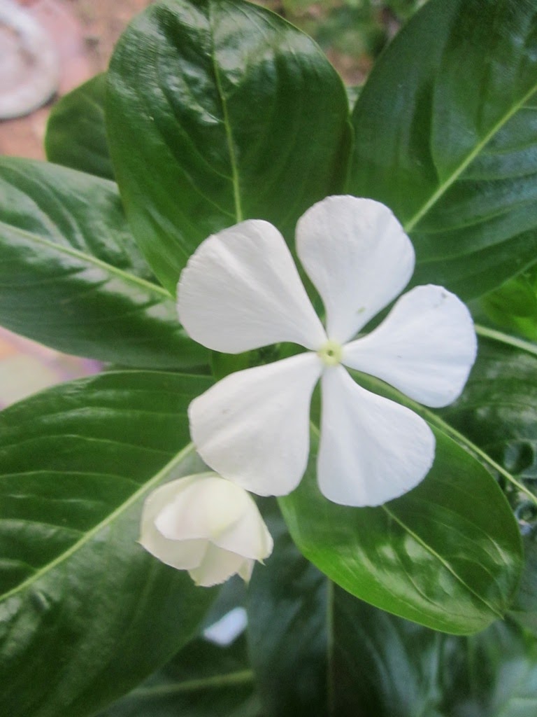 Shavam Nari Poo (Vinca) | KERALA NATURE AND AYURVEDA