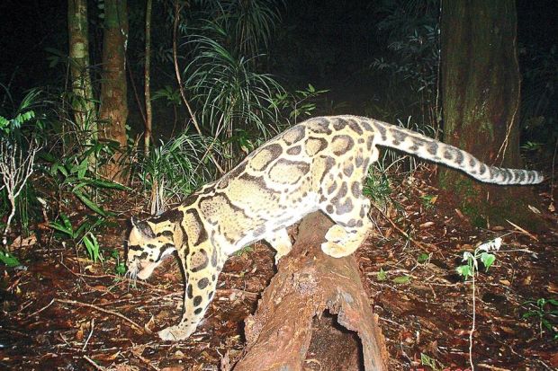 da|NATURALIST: We need to do more for clouded leopards in Malaysia