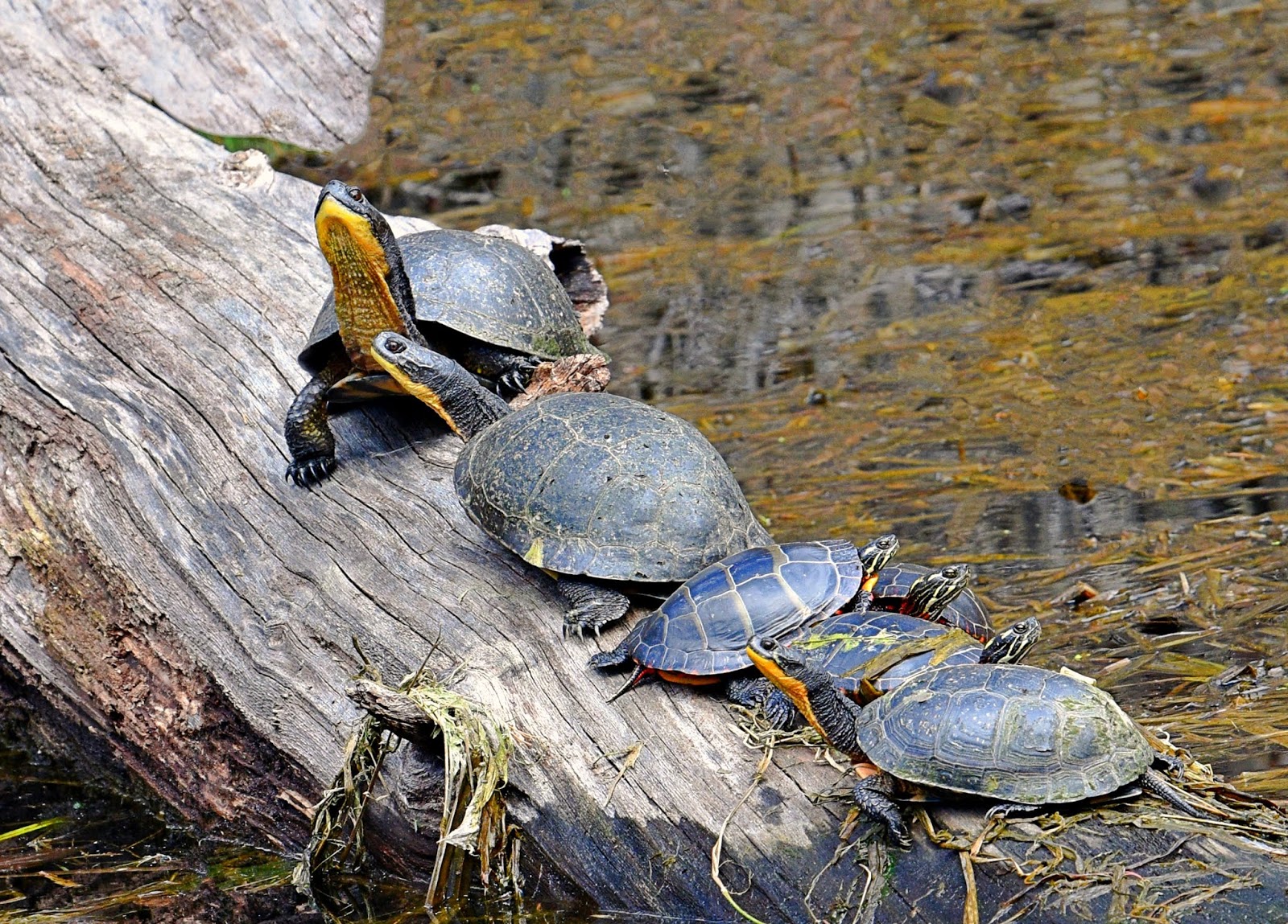 Den'sphotogallery: Blanding turtles with Eastern painted turtles