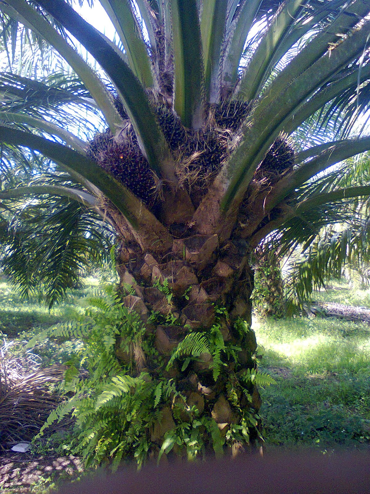 Baja Sawit Terbaik Biokimia dan Baja Sawit Terbaik NPK diimport khas ...