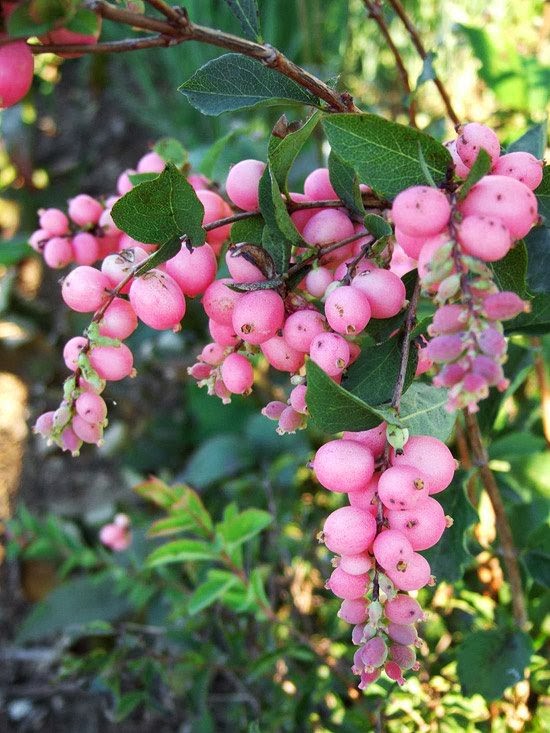 THE FLOWER GARDEN : Symphoricarpos ('Candy Sensation' Dwarf Snowberry).