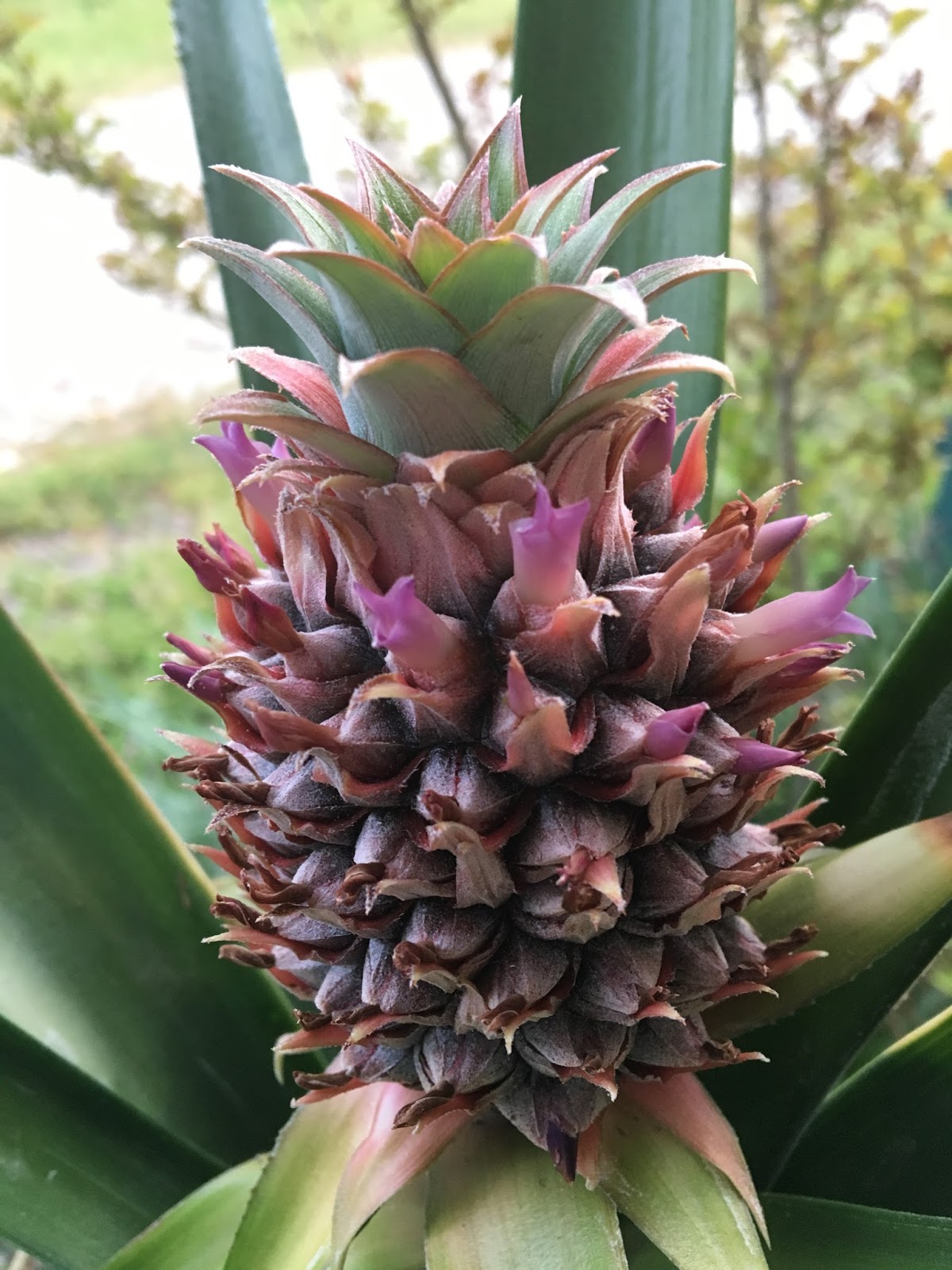 My Alabama Garden: More things that bloom