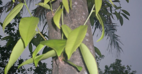 Pohon Gaharu Kalimantan Global Gaharu: Inokulasi Gaharu - Macam Macam Pohon