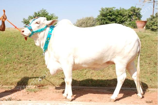 Sohrab Goth Gai Mandi Photos Gallery: Shah Cattle Farm 2008