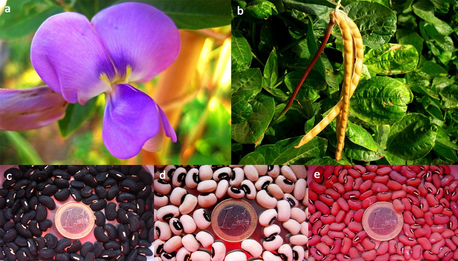 estreptociencia: CAUPÍ: SUPERALIMENTO ALTERNATIVO