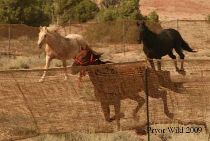 Save the Mustangs: Photos of BLM Roundups