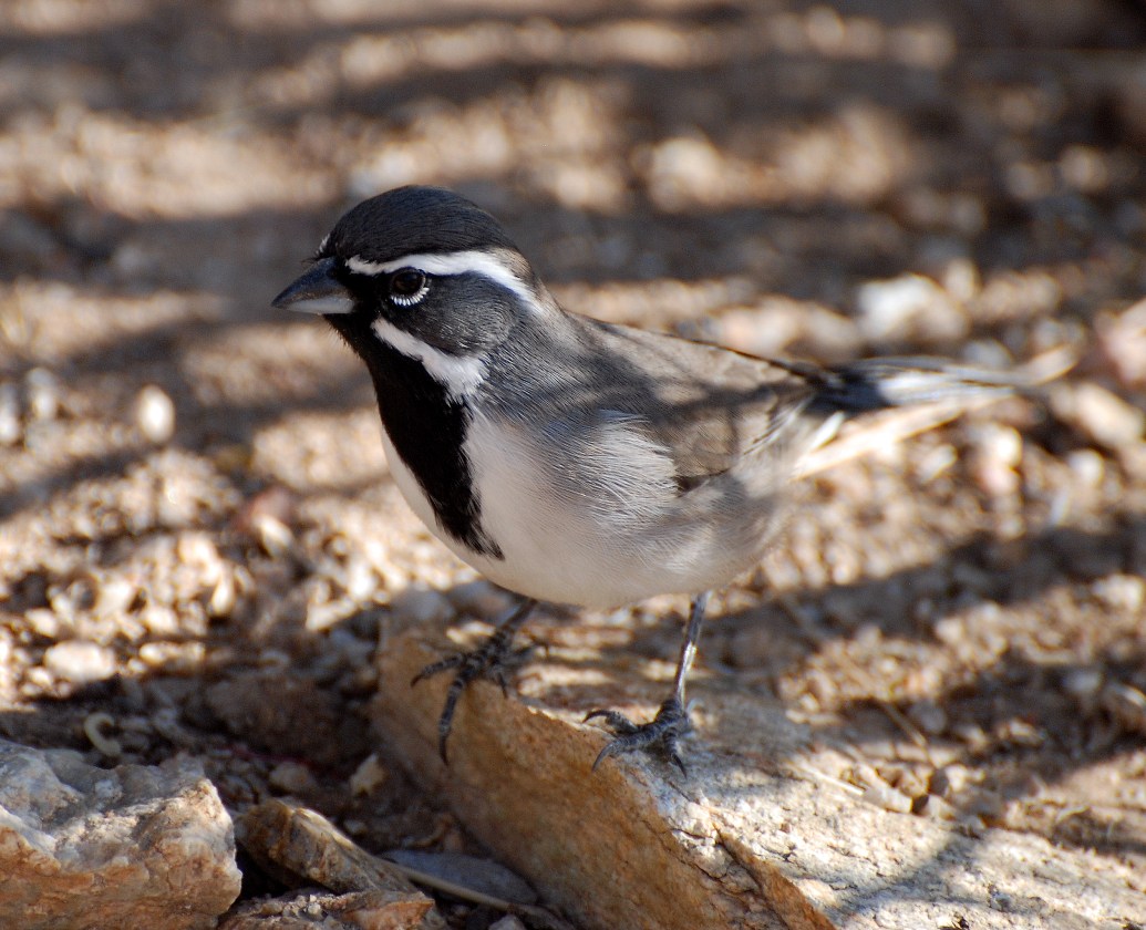 Birding Is Fun!: Black-throated Sparrow