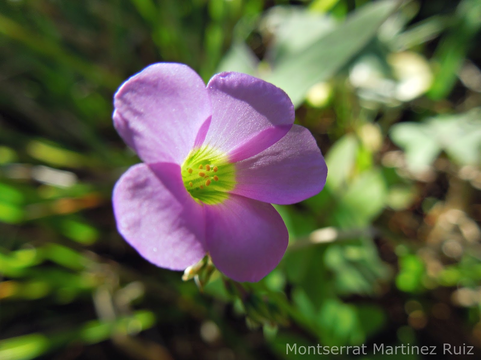 ACEDERILLA - BOTÀNIC SERRAT