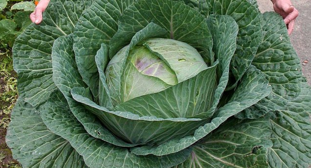 Fiji Pundit: $18 Cabbage: Mother of Misinformation and Ignorance