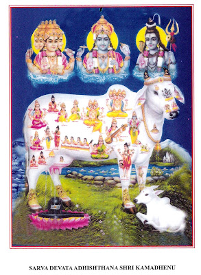 PANDU SPOT: The Story of "GOMATHA"