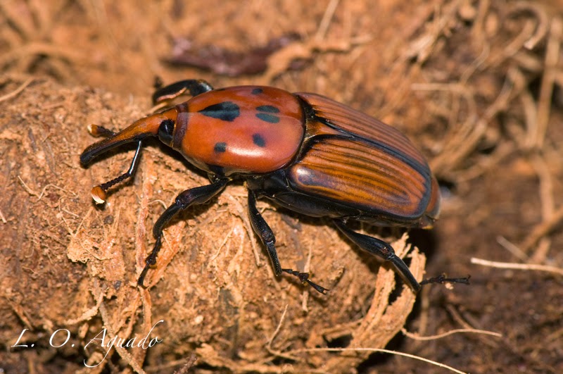 Plagas en la Región Rural de Honduras.