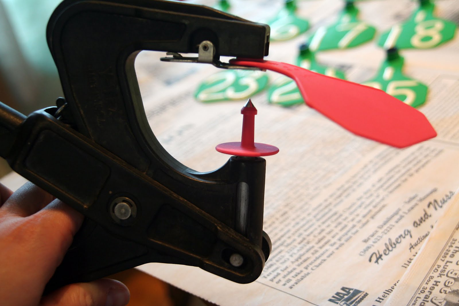 Double H Photography: The Ear Tag