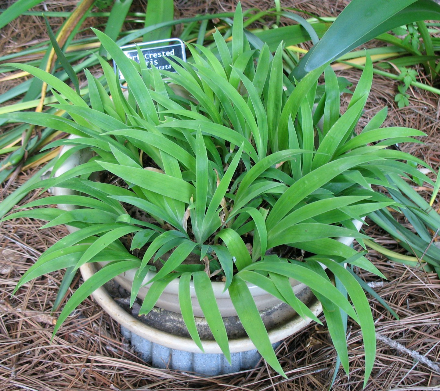 Using Georgia Native Plants: Native Plants in Containers