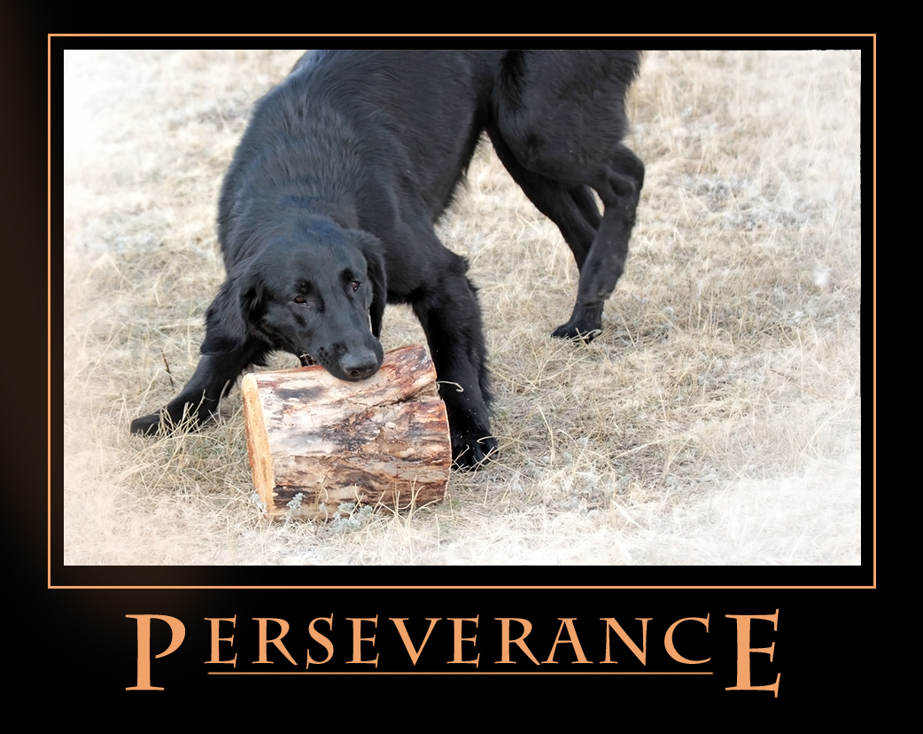 Blazingstar: Ambition, Perserverance and Success