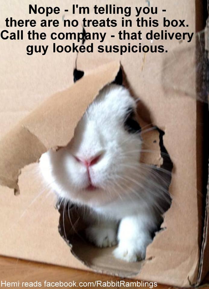 Rabbit Ramblings: Funny Bunny Memes
